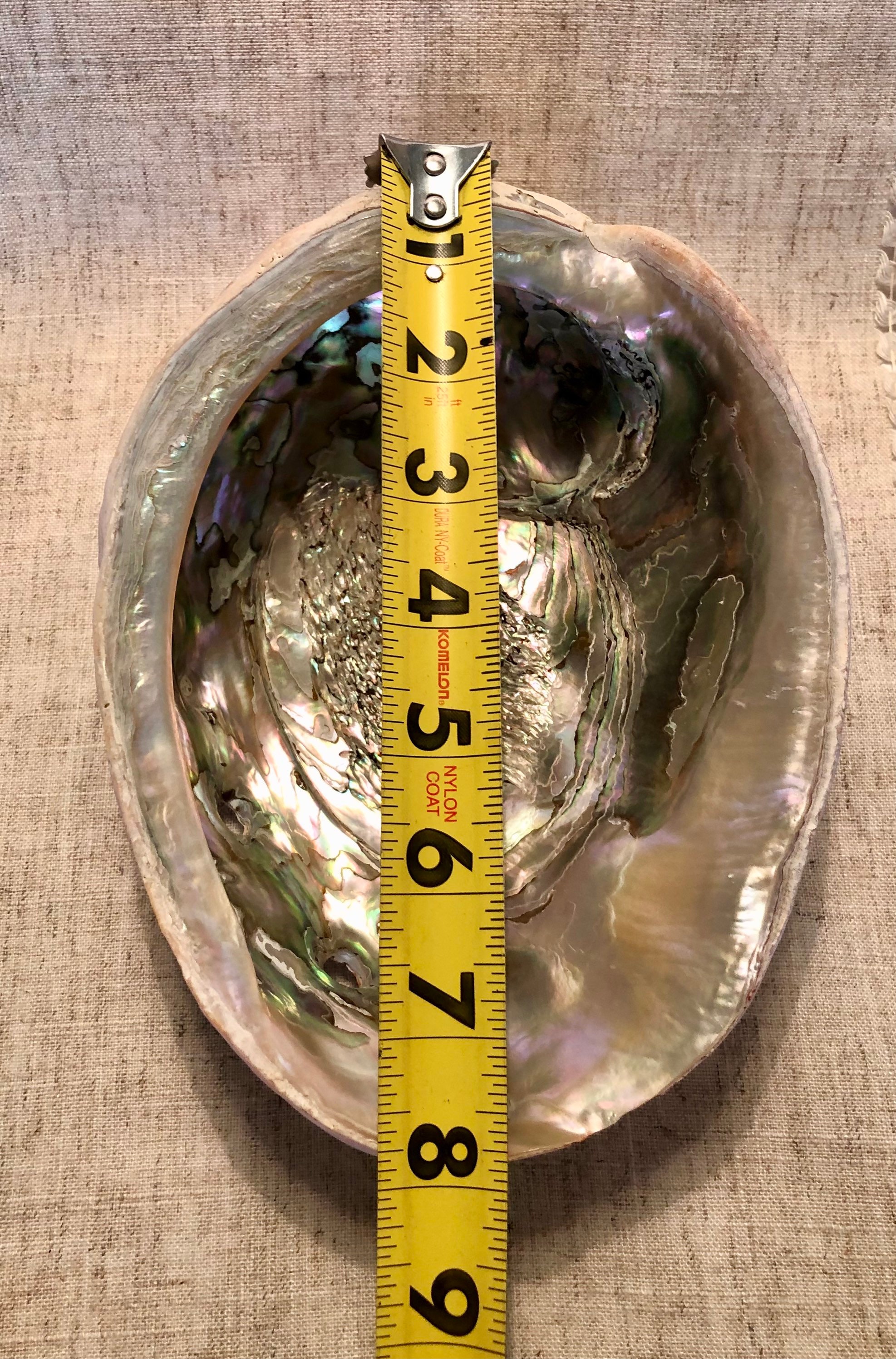 Fossilized Large Natural Abalone Shell Rare/heavy~beautiful Opalescent ...