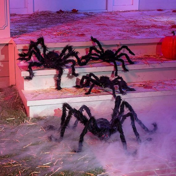 Angolan Witch Spider Size