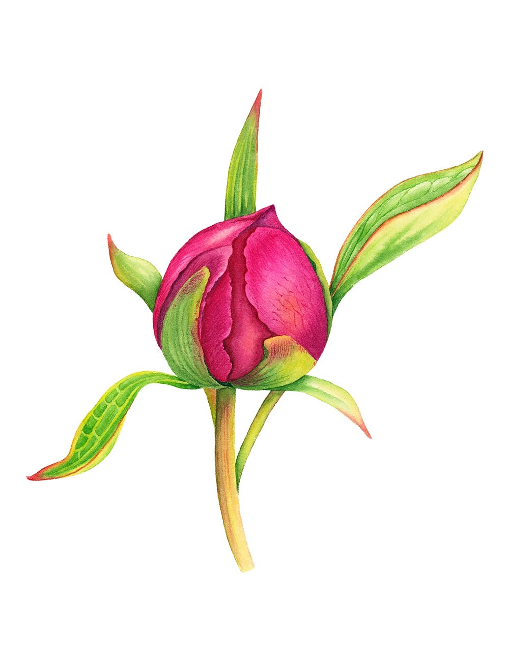 Peony Original Painting • Botanical Art • Watercolor Peony • Peony Fine ...