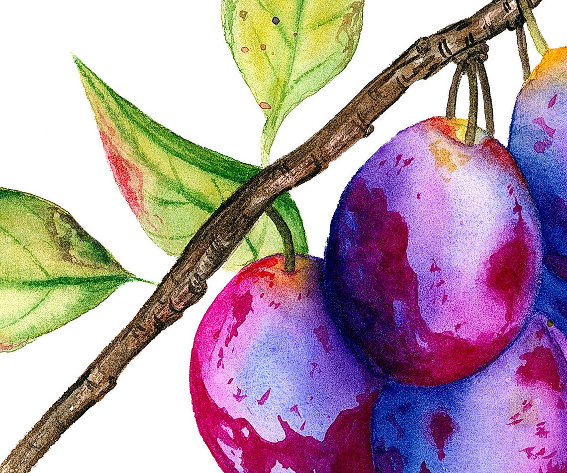 Plum Original Painting • Botanical Art • Watercolor Plum • Plum Fine Art • Original Painting ...