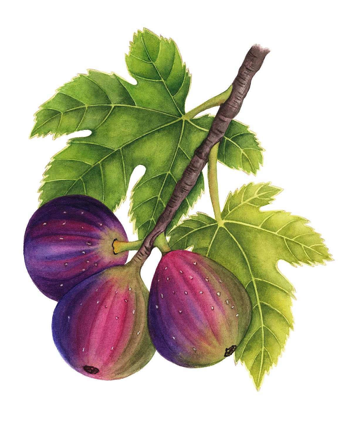 Fig Branch Original Painting • Watercolor Art • Botanical Art ...