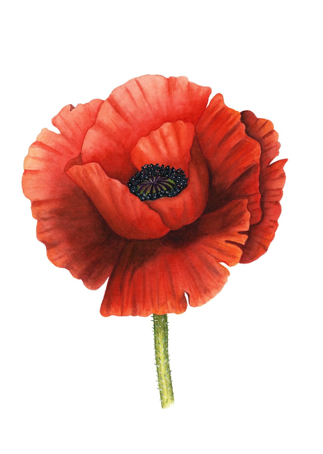 Poppy Original Painting Botanical Art Watercolor Poppy Flower Poppy ...