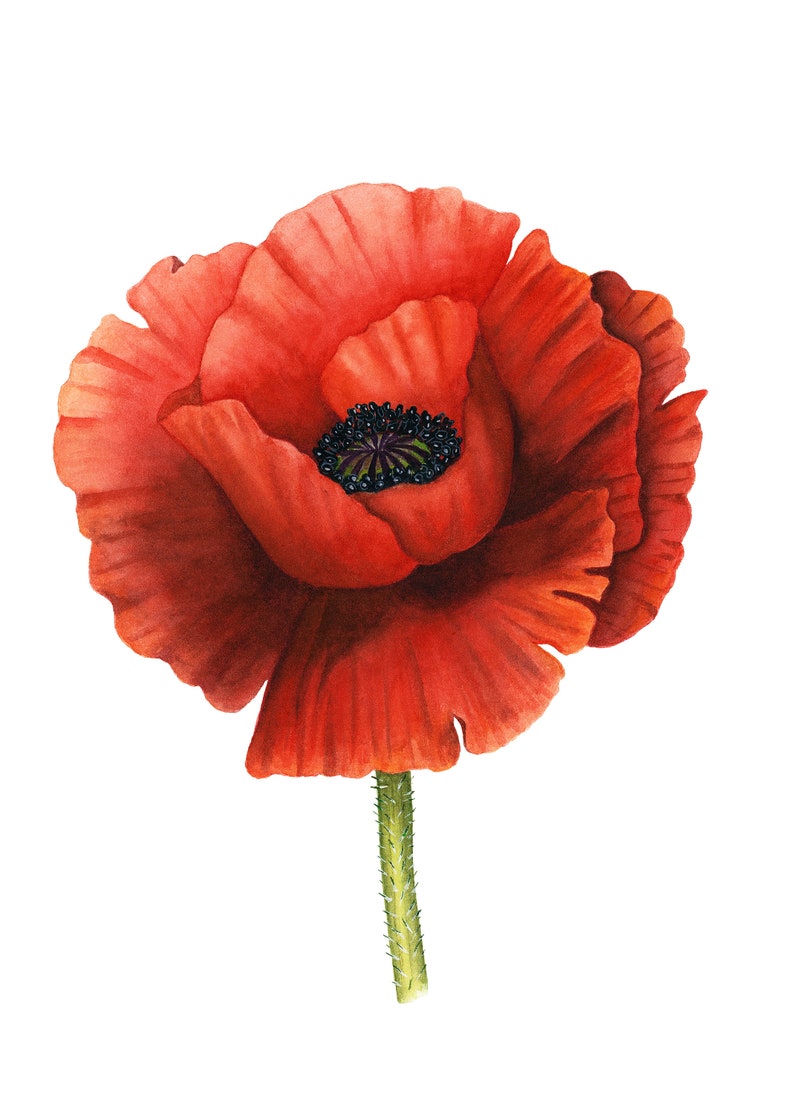 Poppy Original Painting Botanical Art Watercolor Poppy Flower Poppy ...