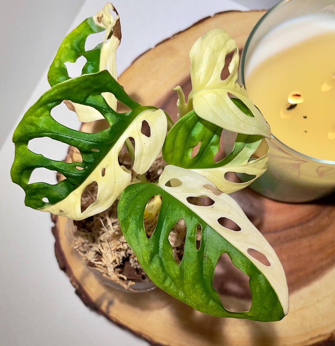 Variegated Adansonii Monstera Plant - Etsy