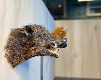 Boar Head Taxidermy - Etsy