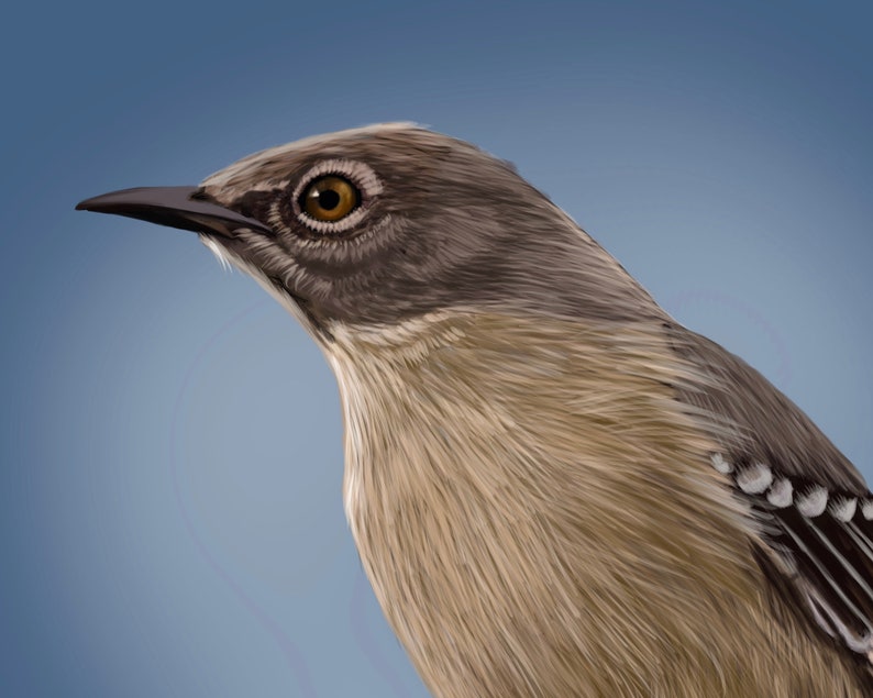 Northern Mockingbird - Digital Download - Original Artwork - Various ...