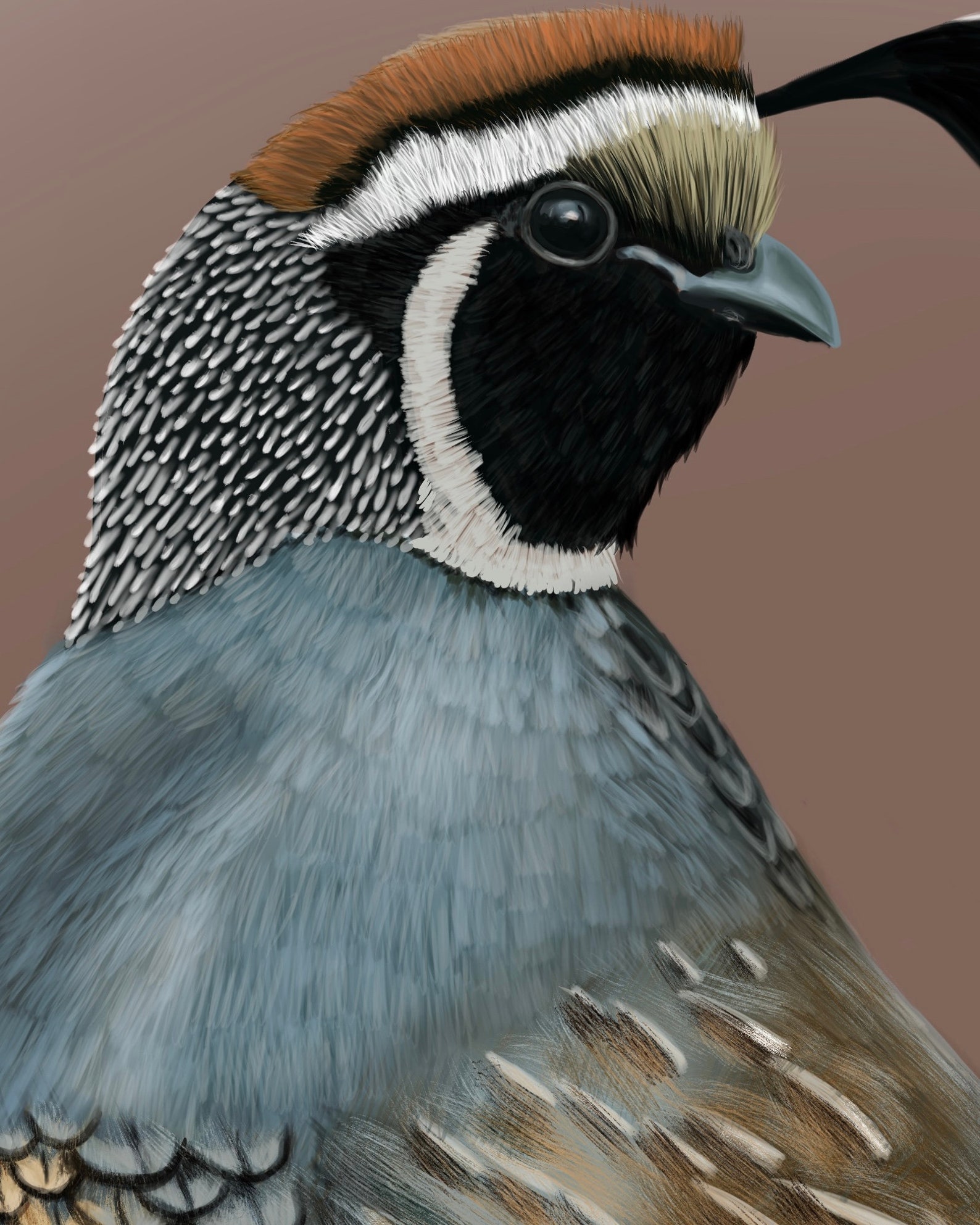 PRINTABLE California Quail Digital Art Download for Wall Art, Crafts ...