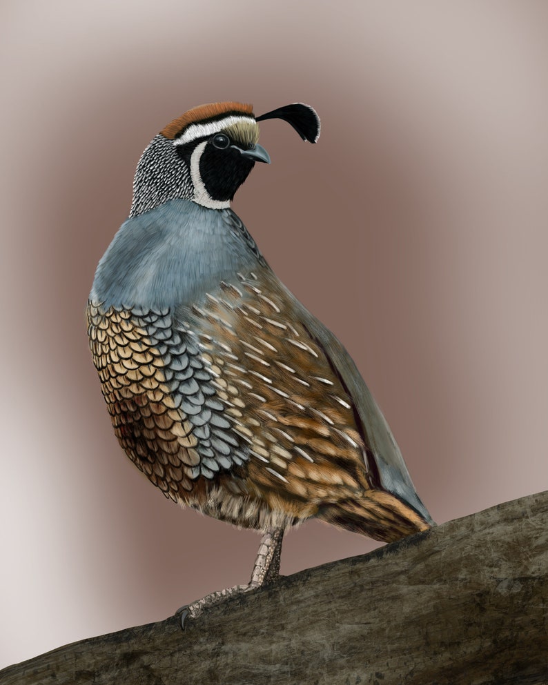 PRINTABLE California Quail Digital Art Download for Wall Art, Crafts ...