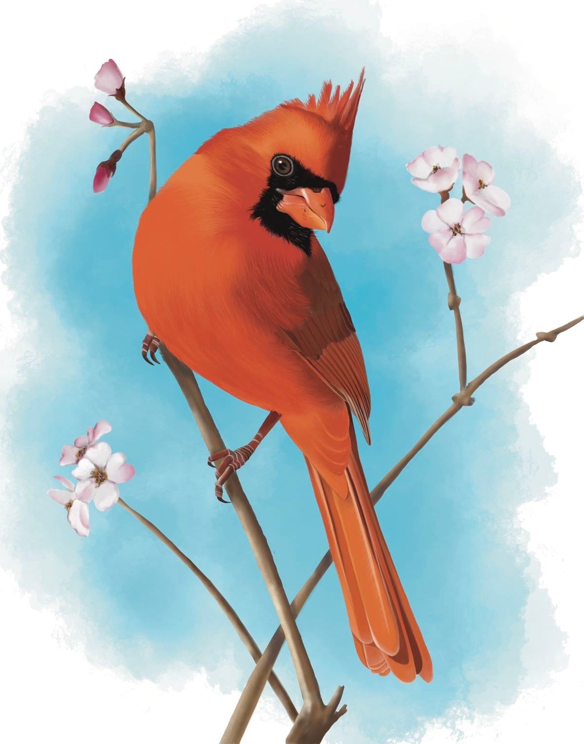 PRINTABLE Cardinal Digital Art Download for Wall Art, Craft Projects ...