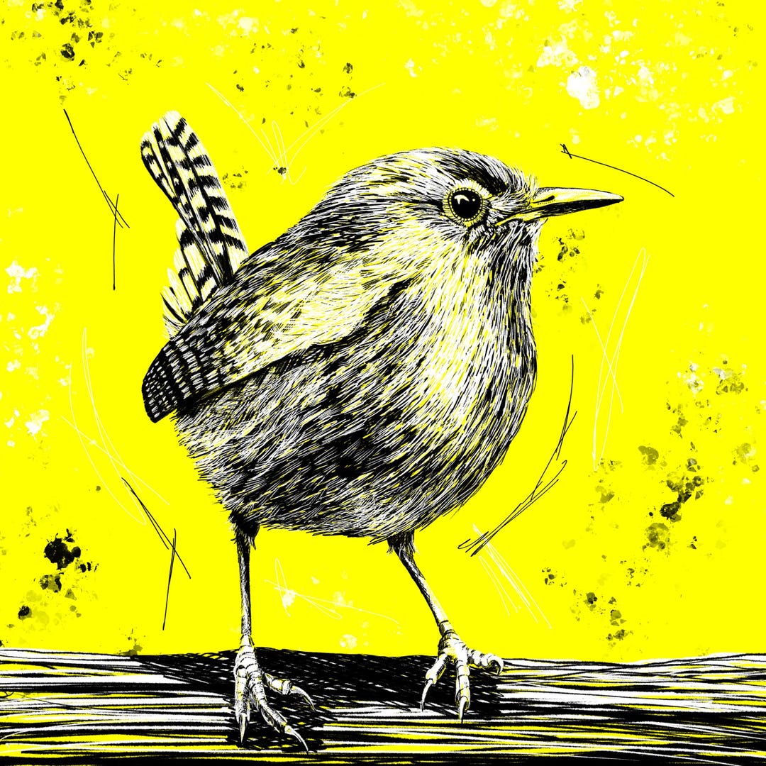 Rainbow Yellow Wren Art Print - 8"x8" Unframed. Original Artwork. - Etsy