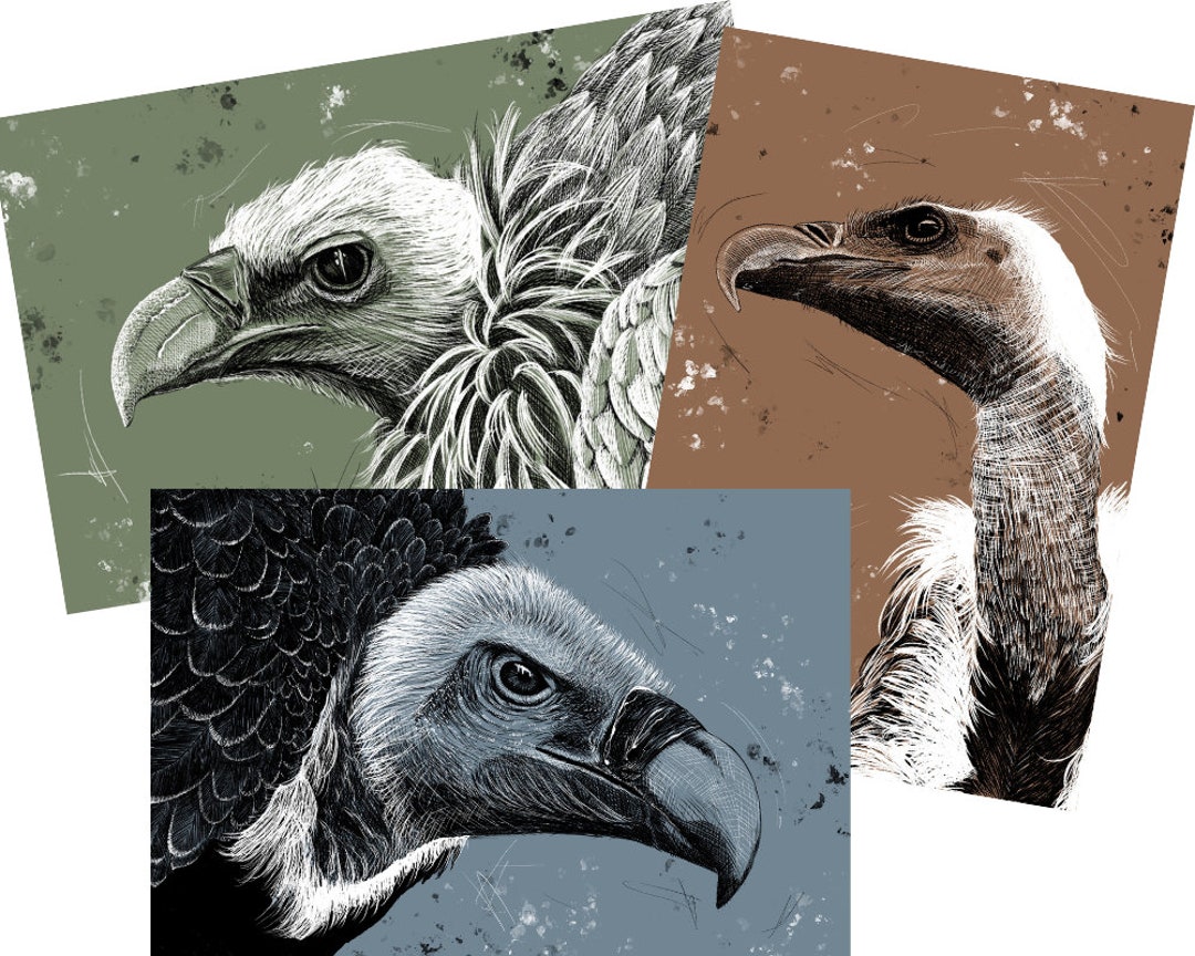 Set of 3 PRINTABLE Vulture Instant Downloads. Original Art for ...
