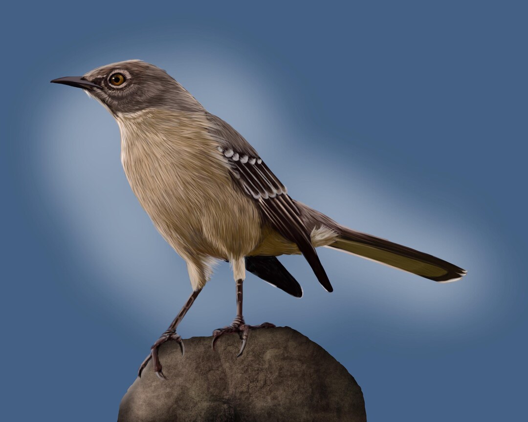 Northern Mockingbird - Digital Download - Original Artwork - Various ...