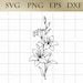 Lily SVG Png Eps Dxf Lily Flower Drawing Outline Cricut Silhouette ...