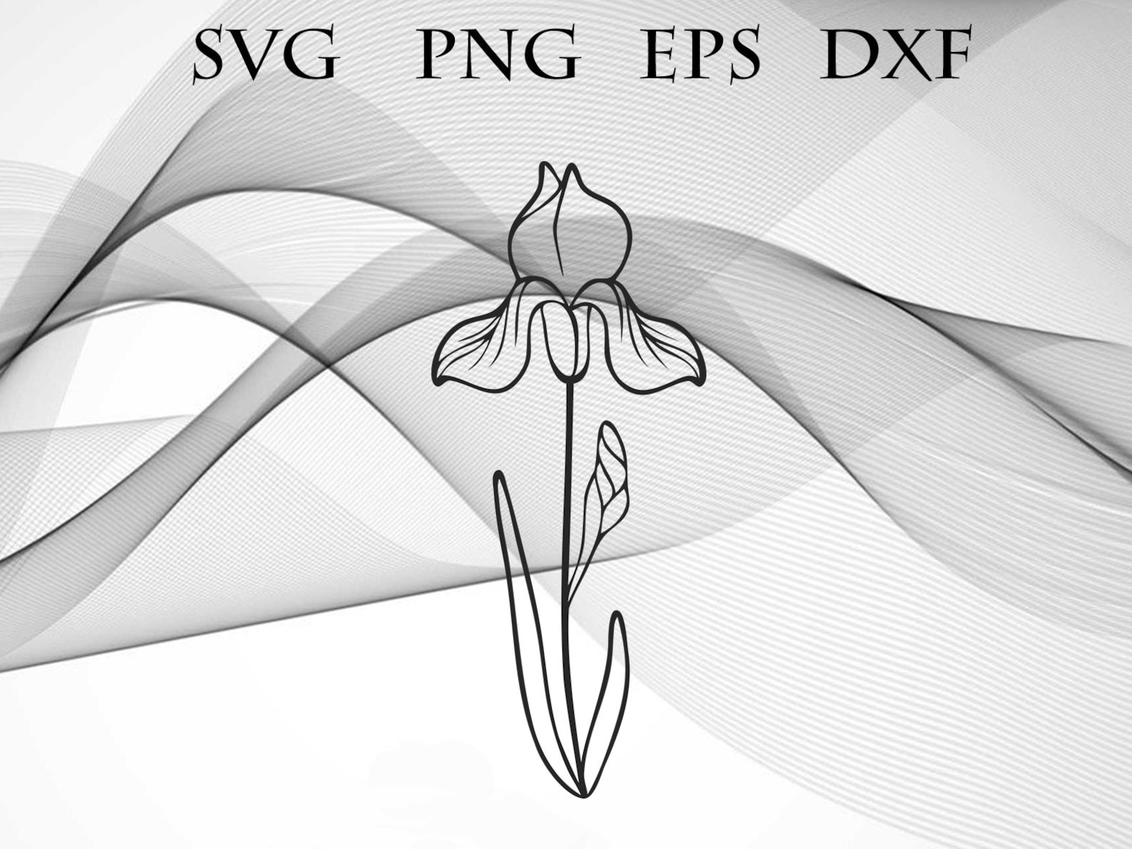 Iris SVG Png Eps Dxf Iris Flower Outline Drawing Vector Cricut - Etsy