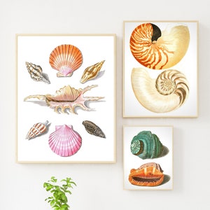 Colorful Vintage Shell Prints, Seashell Illustrations, Set of 3 ...