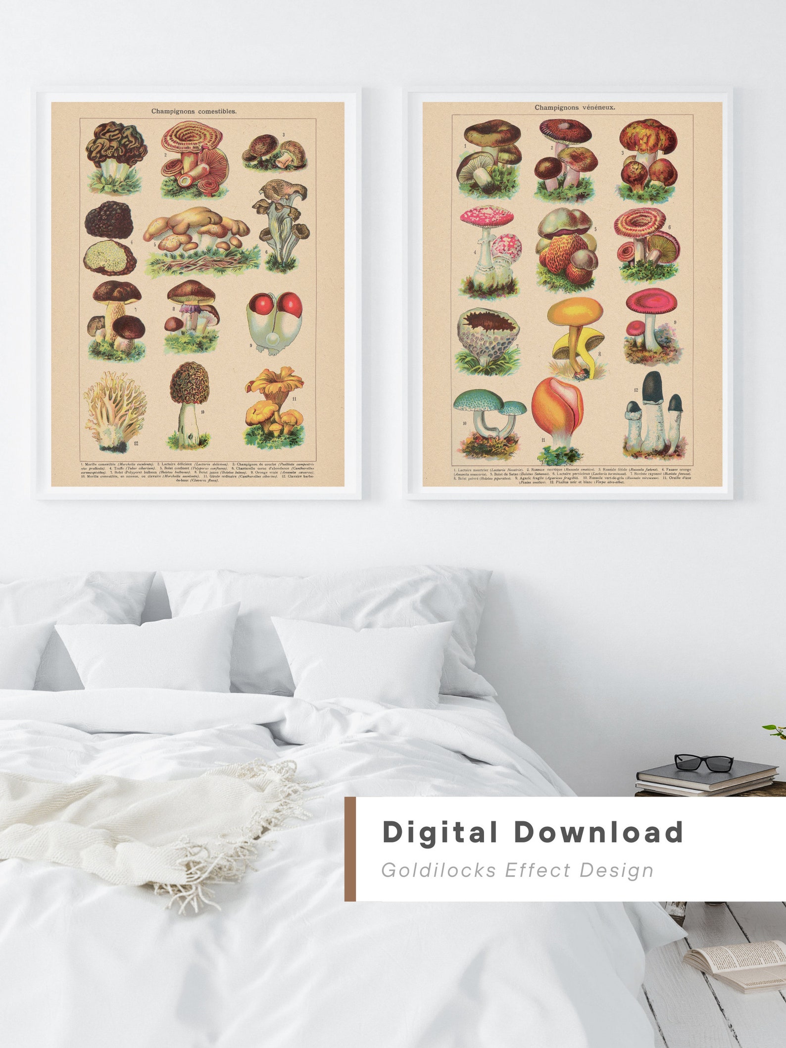 Vintage Mushrooms Illustrations Set of 2 Antique Mushroom - Etsy