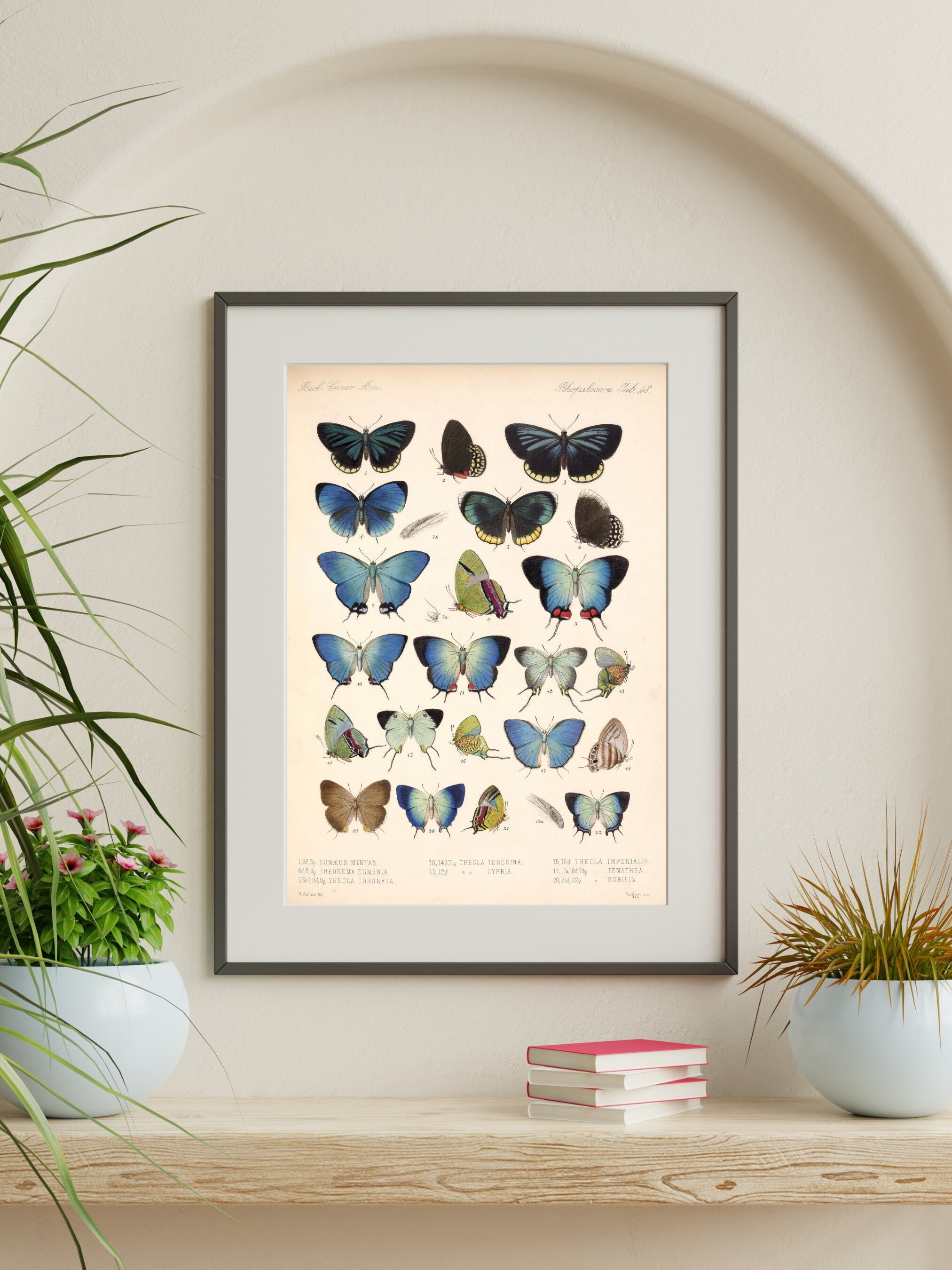 Vintage Blue Butterfly Illustration, Central American Butterfly Art ...