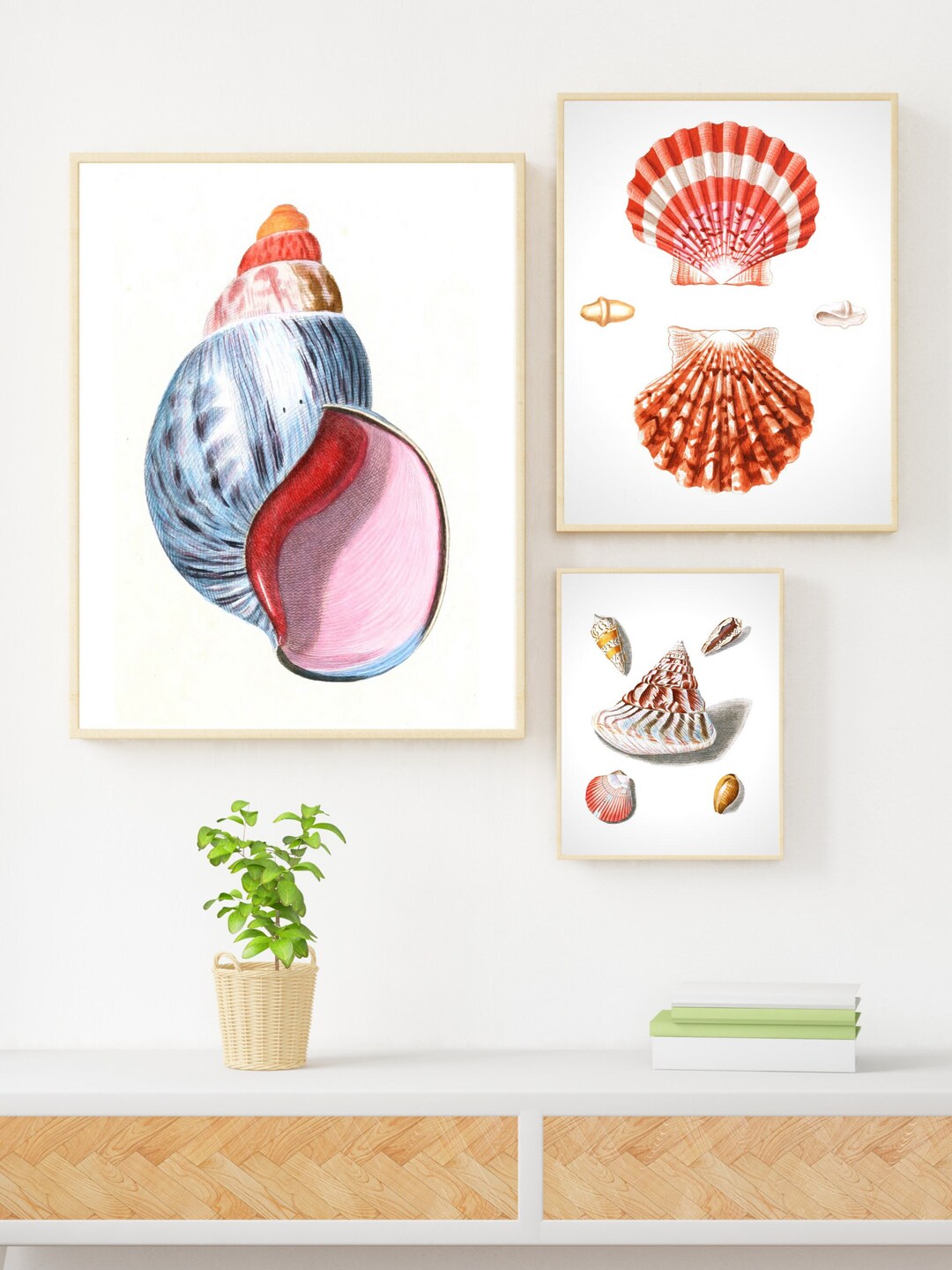 Vintage Seashell Prints, Antique Shell Illustrations, Set of 3 Nautical ...