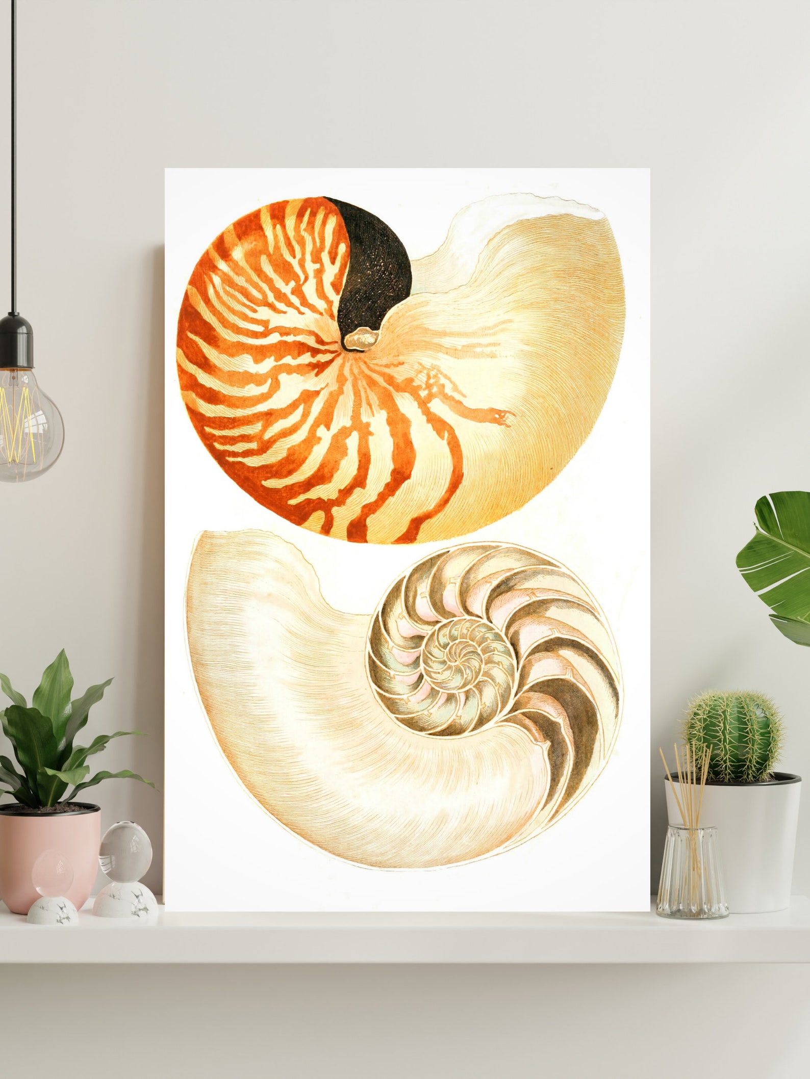 Colorful Vintage Shell Prints, Seashell Illustrations, Set of 3 ...