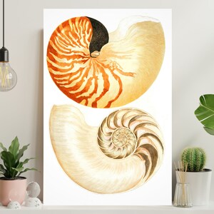 Colorful Vintage Shell Prints, Seashell Illustrations, Set of 3 ...