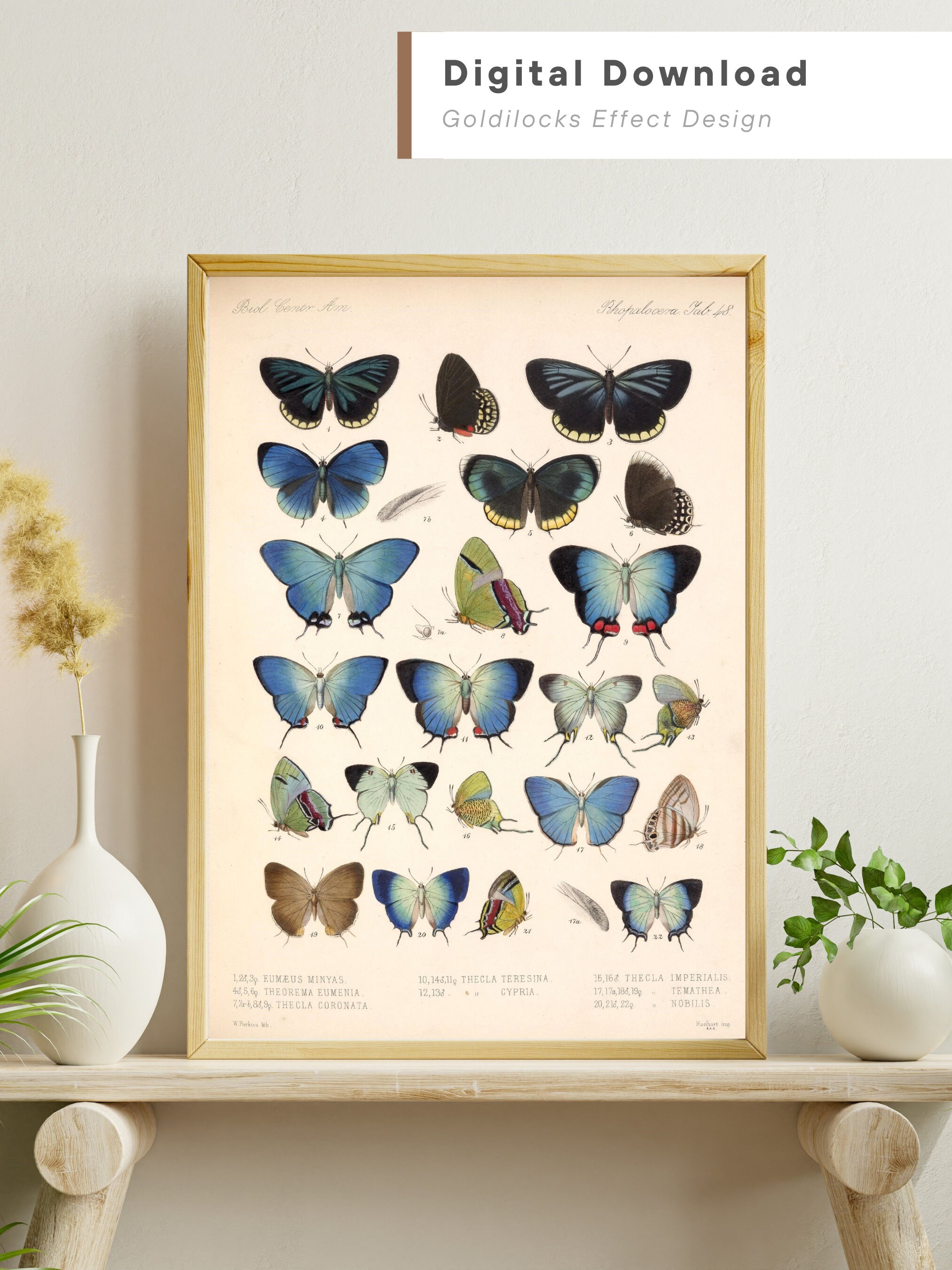 Vintage Blue Butterfly Illustration Central American - Etsy