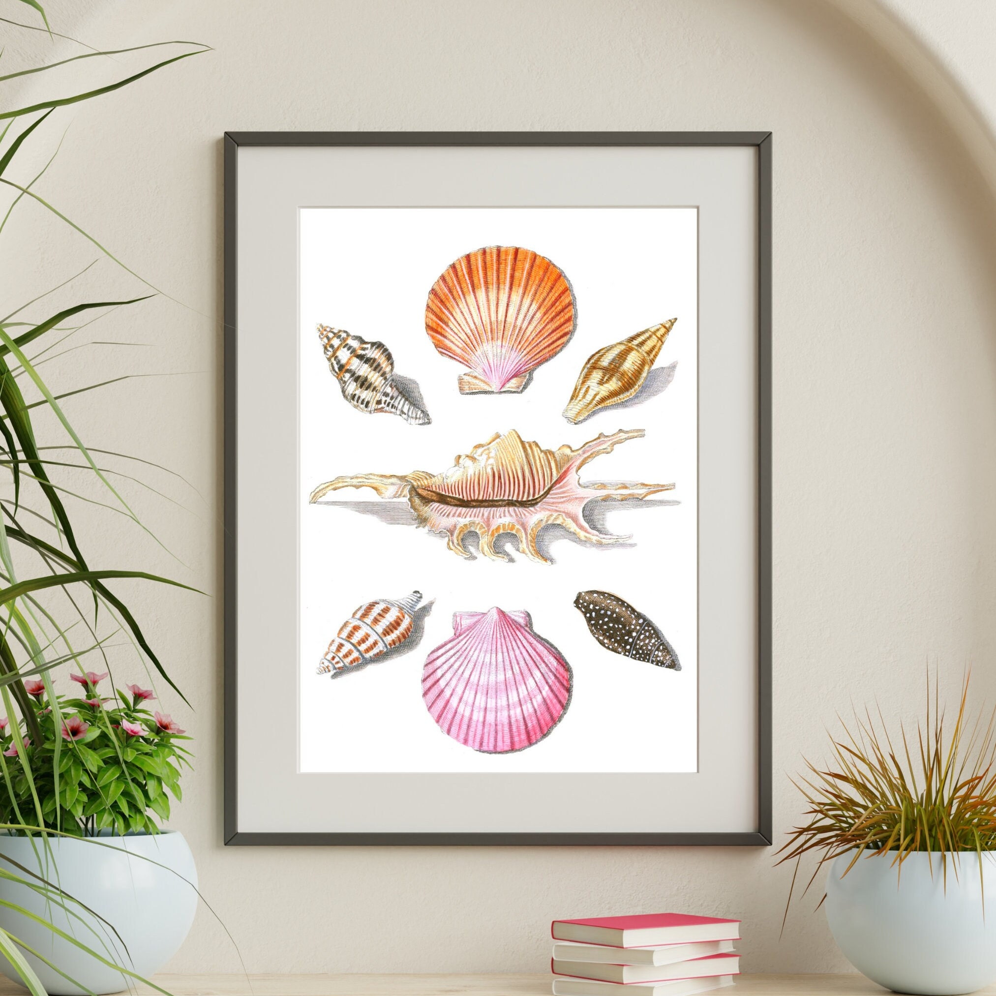 Colorful Vintage Shell Prints, Seashell Illustrations, Set of 3 ...