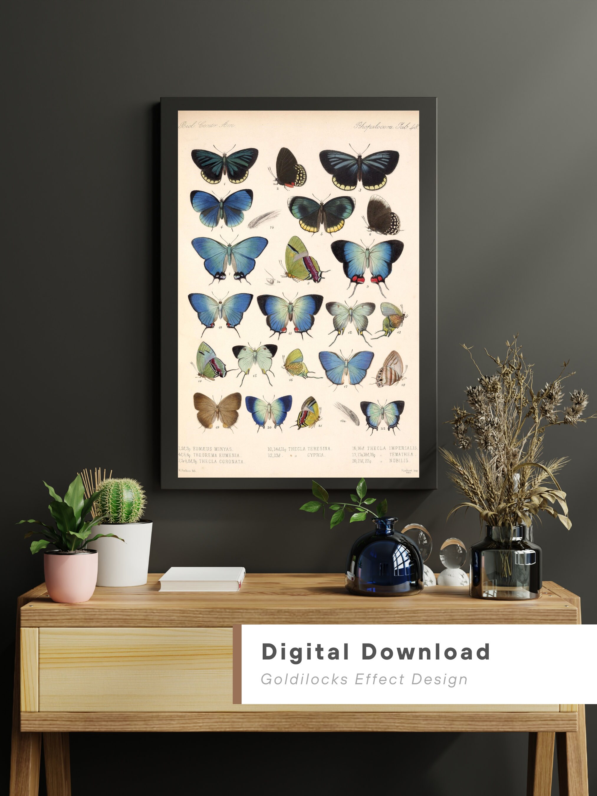 Vintage Blue Butterfly Illustration Central American - Etsy