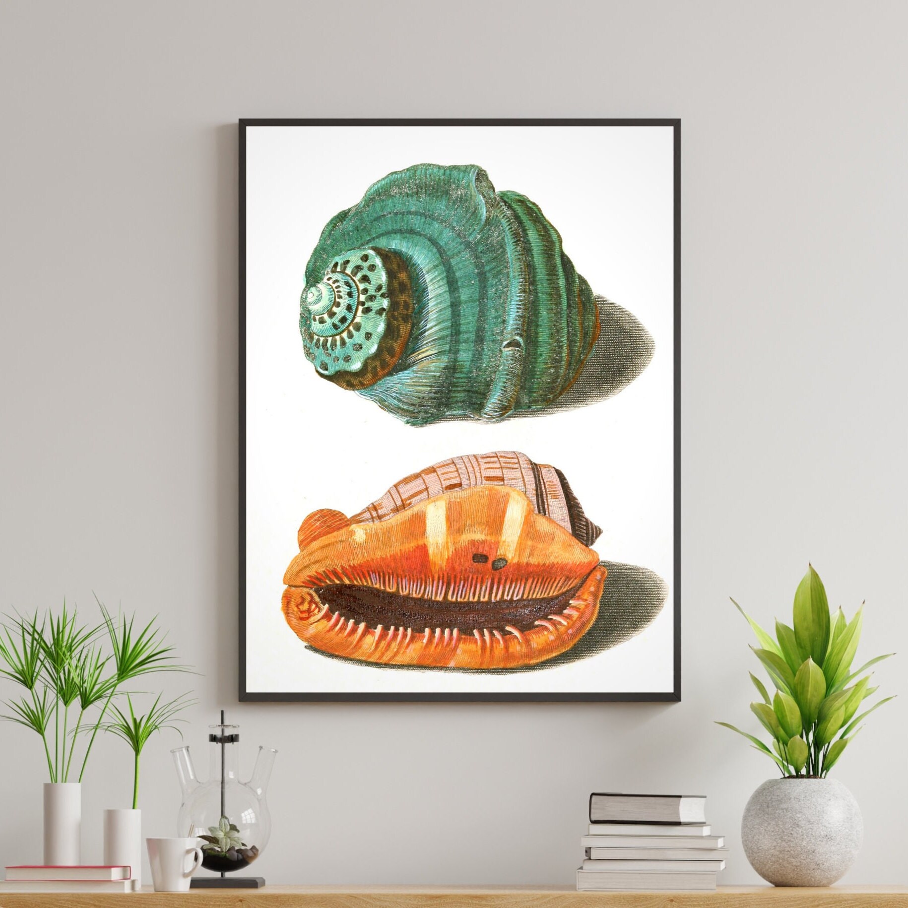 Colorful Vintage Shell Prints, Seashell Illustrations, Set of 3 ...