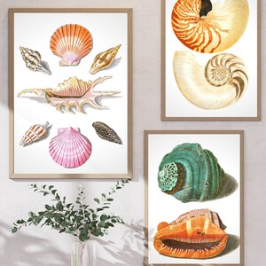 Colorful Vintage Shell Prints, Seashell Illustrations, Set of 3 ...