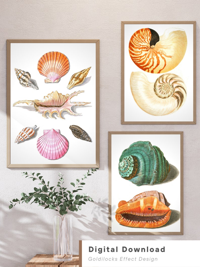 Colorful Vintage Shell Prints, Seashell Illustrations, Set of 3 ...
