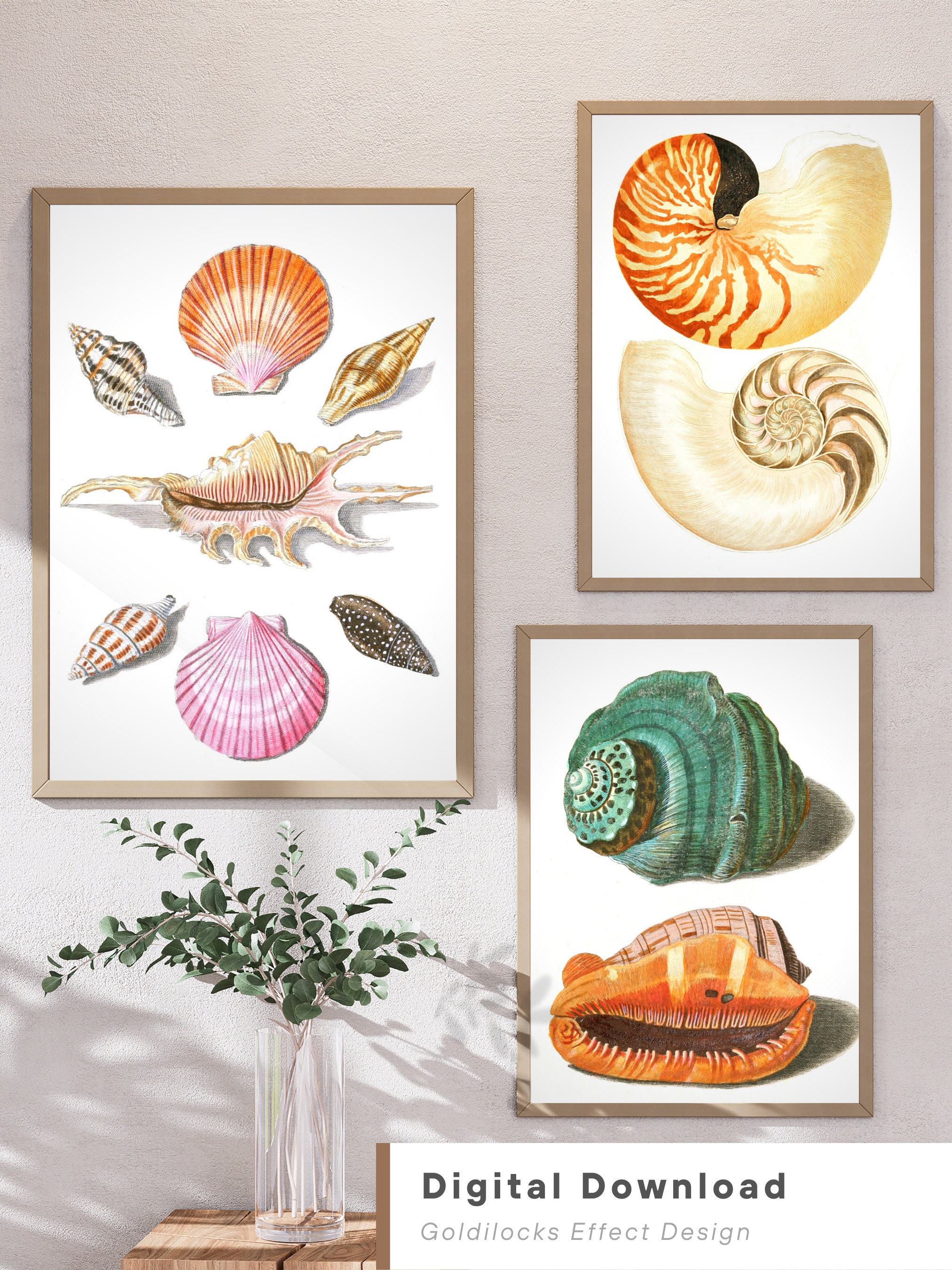 Colorful Vintage Shell Prints, Seashell Illustrations, Set of 3 ...