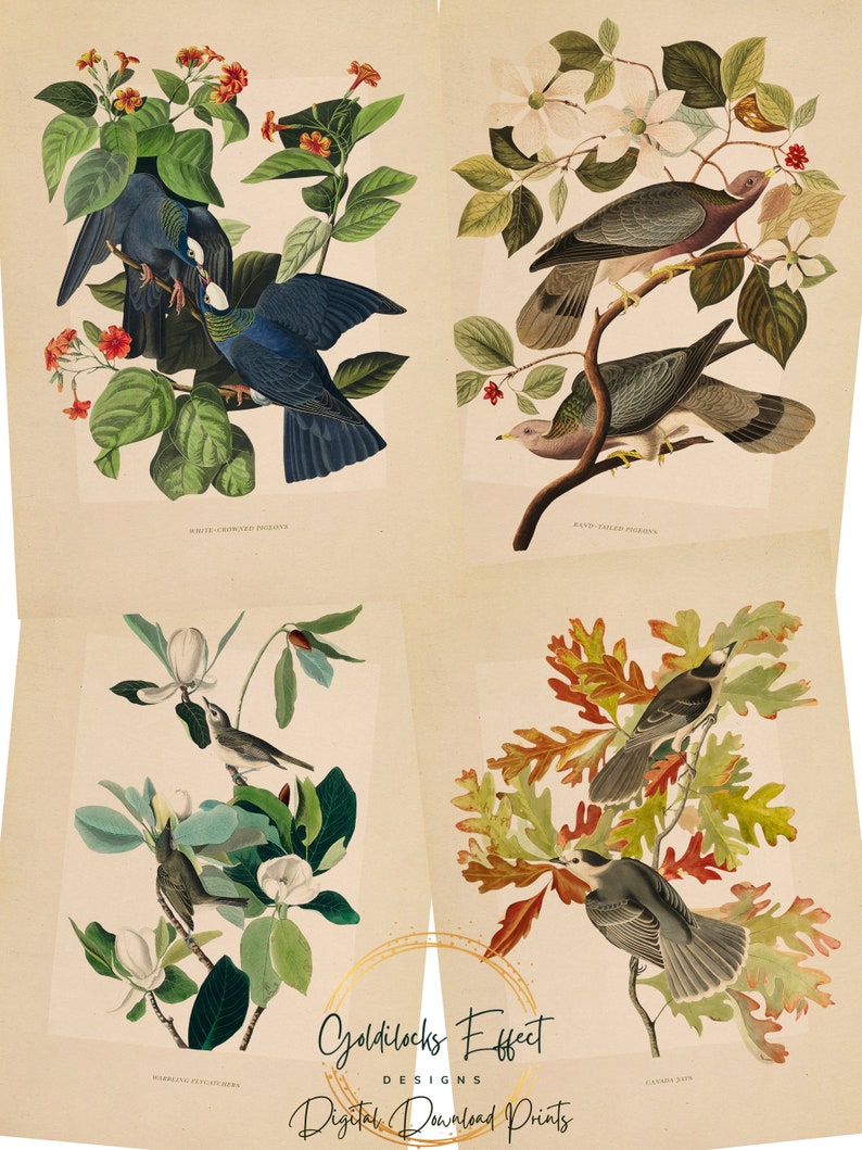 Birds of America Illustrations Set of 4 Audubon Birds of - Etsy