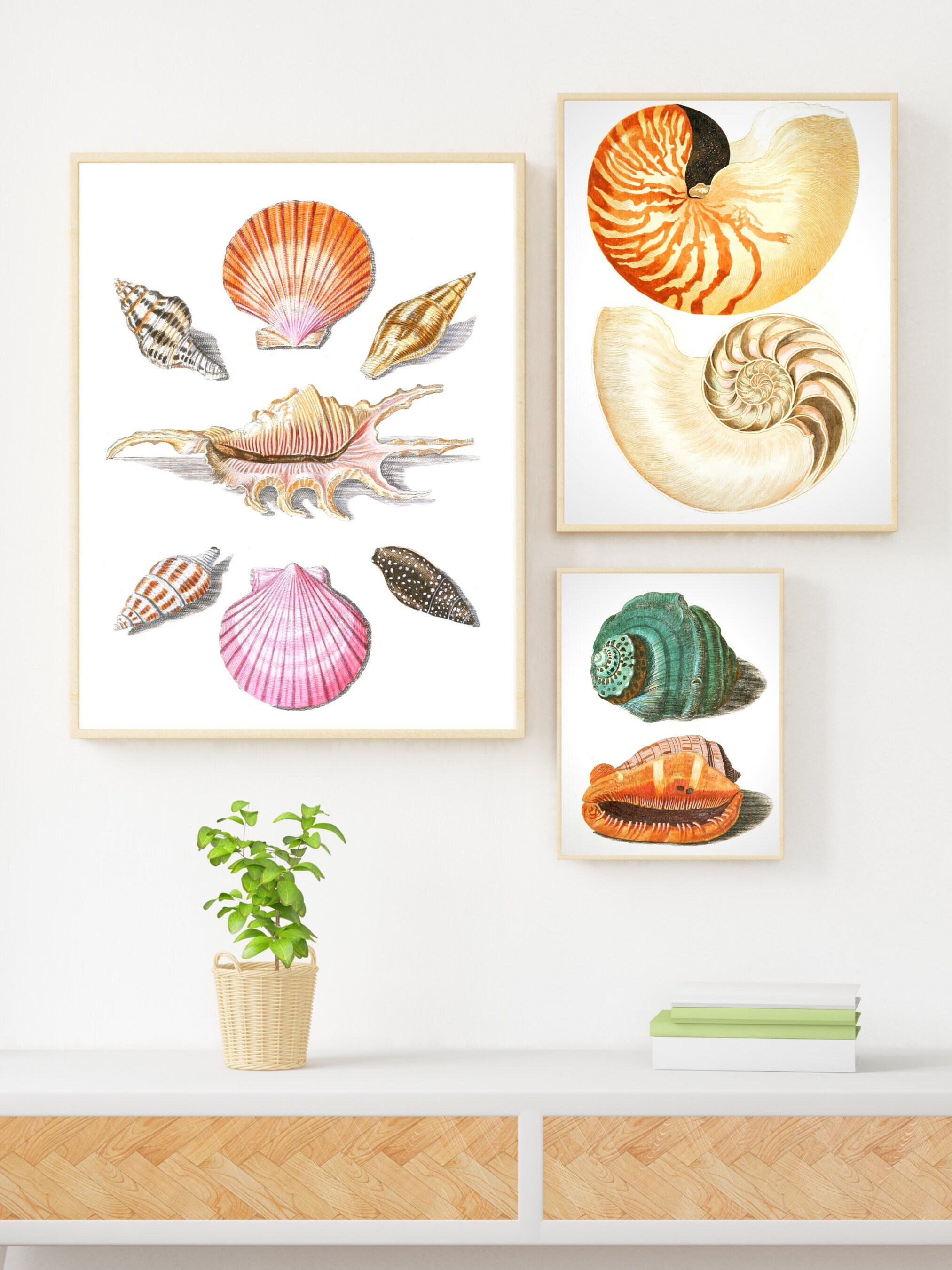 Colorful Vintage Shell Prints, Seashell Illustrations, Set of 3 ...