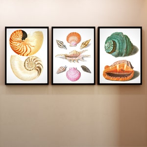 Colorful Vintage Shell Prints, Seashell Illustrations, Set of 3 ...