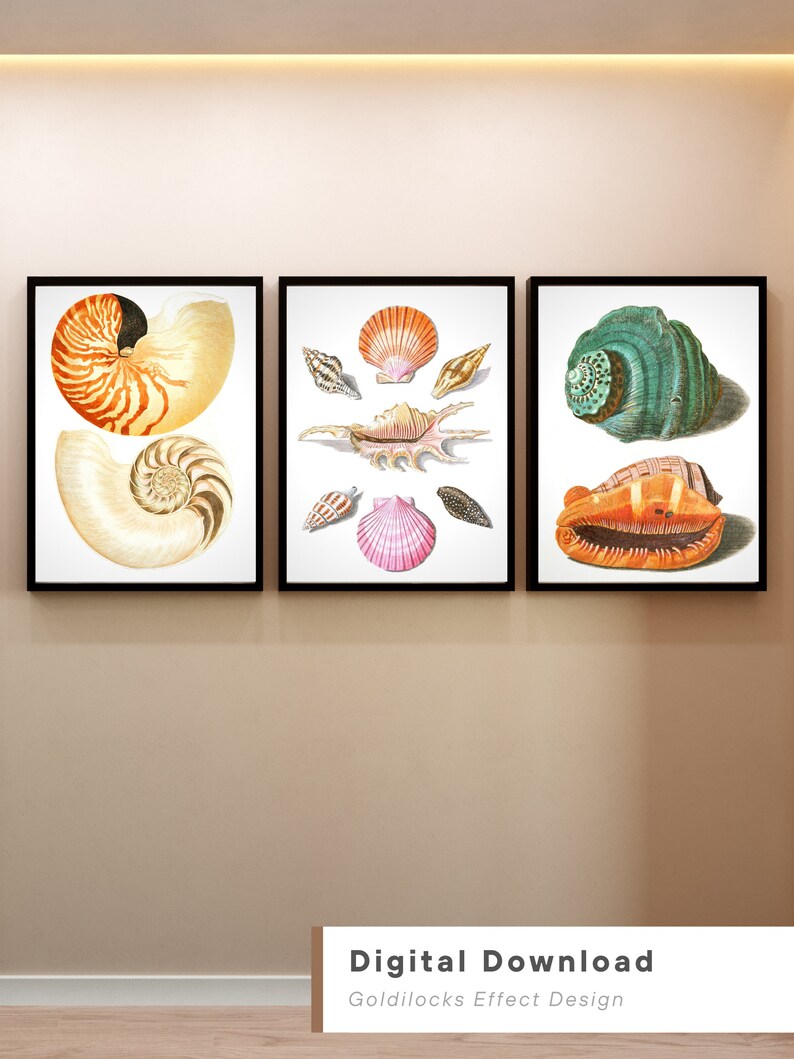 Colorful Vintage Shell Prints, Seashell Illustrations, Set of 3 ...
