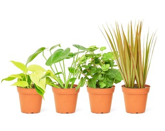 Pet Friendly Assorted Box, Small 4-pack Live Plants - Etsy