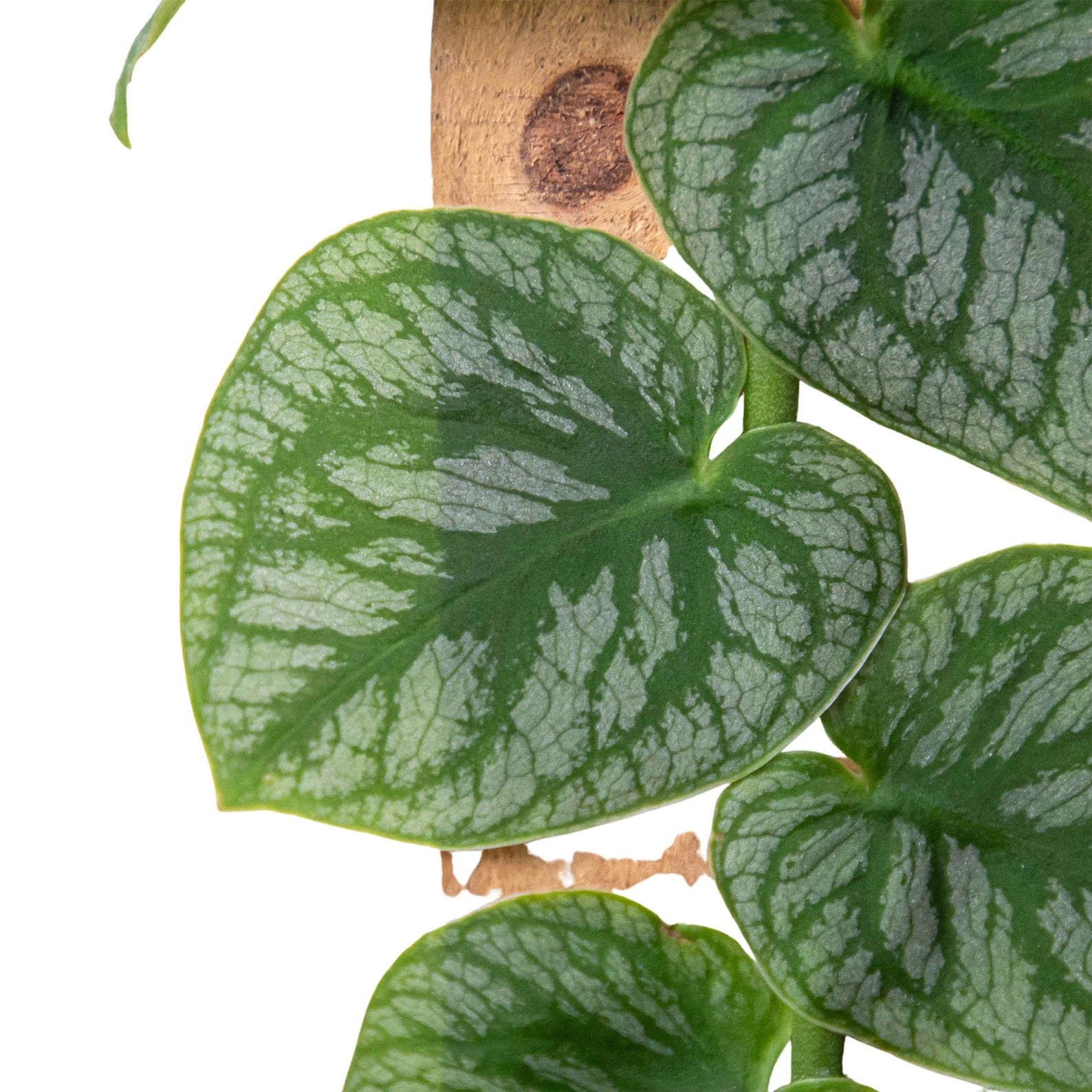 Monstera Dubia shingle Plant Live Plant in 4 Pot - Etsy