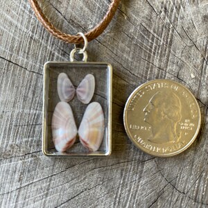 Coquina Shell Butterfly Necklace, Shell Necklace, Butterfly Necklace ...