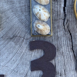 Limpet Necklaces, Limpet Jewelry, Beach Necklace, Seashell Necklace ...