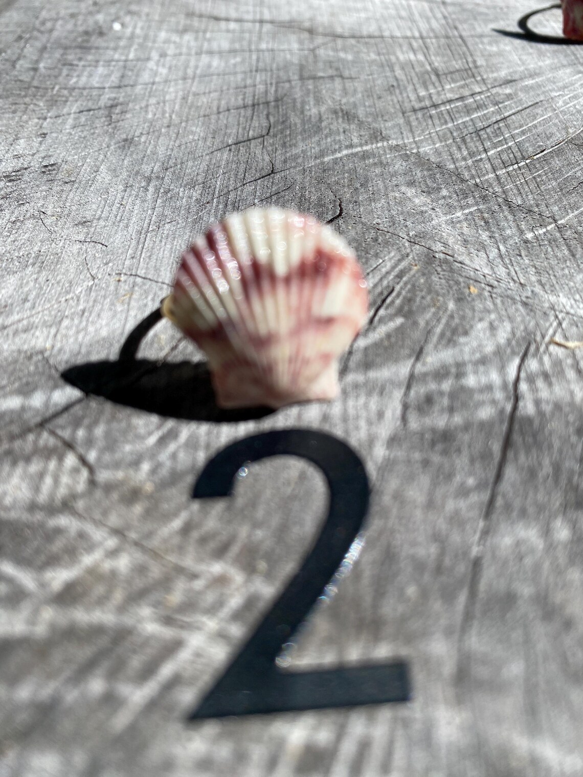 Adjustable Scallop Shell Ring: Stainless Steel Beach Jewelry - Etsy