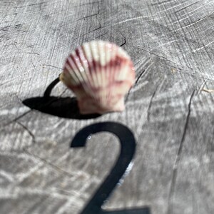 Adjustable Scallop Shell Ring, Shell Ring, Adjustable Ring, Beach Gifts ...