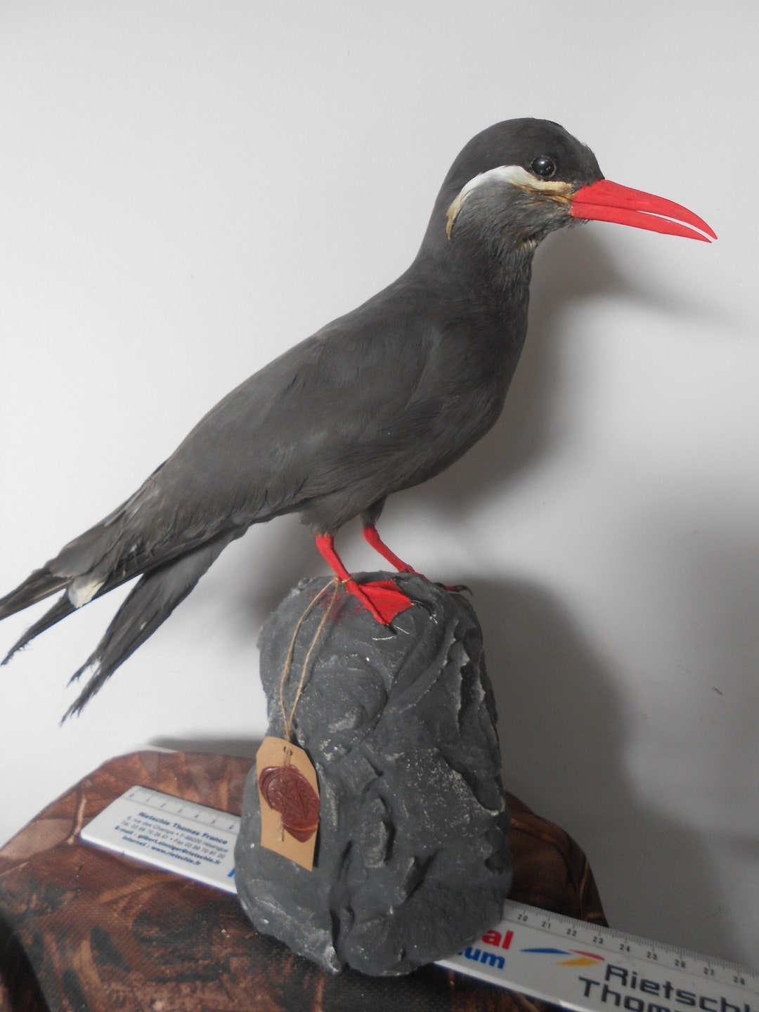 Inca Tern - Etsy