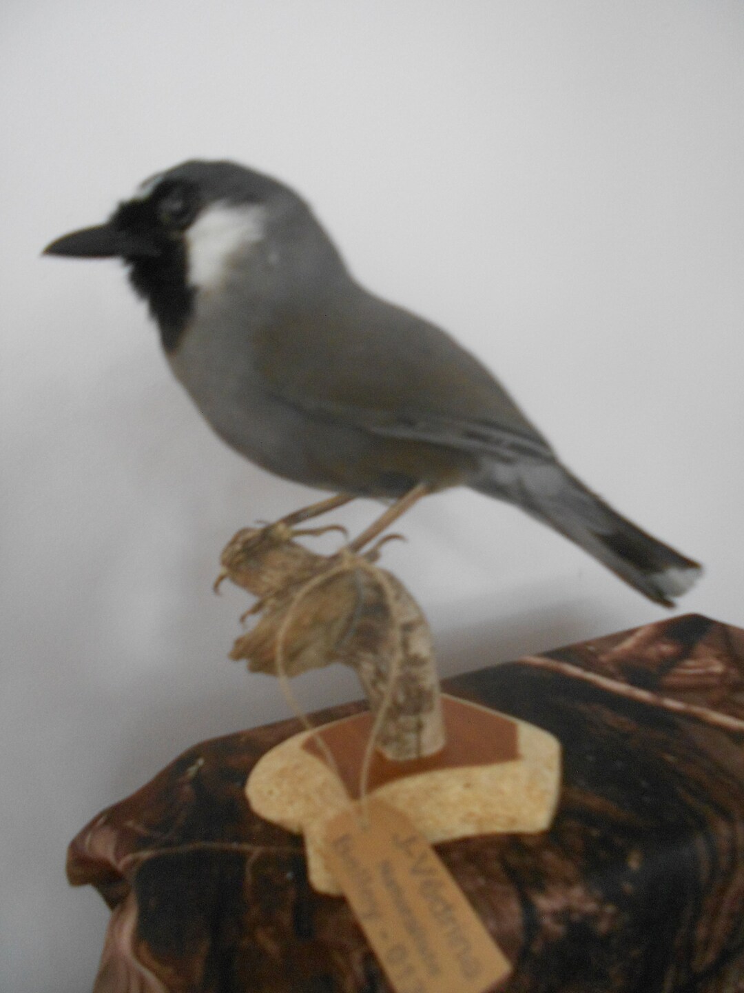 White-cheeked Garulax 1930 - Etsy