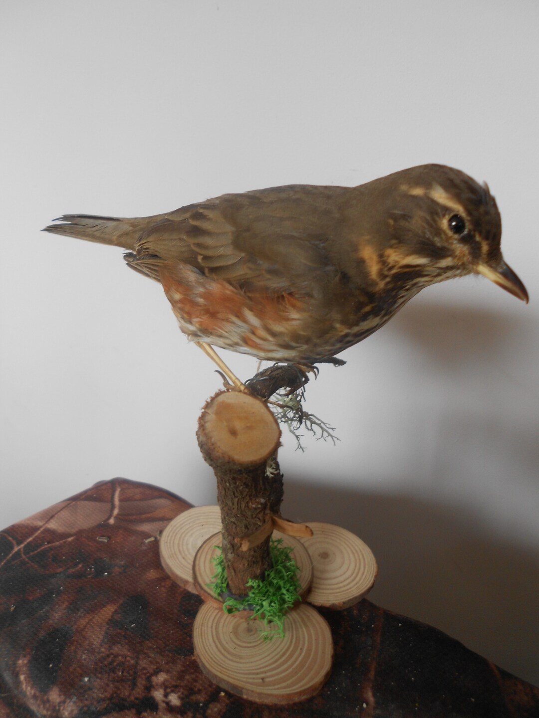 Red Thrush - Etsy