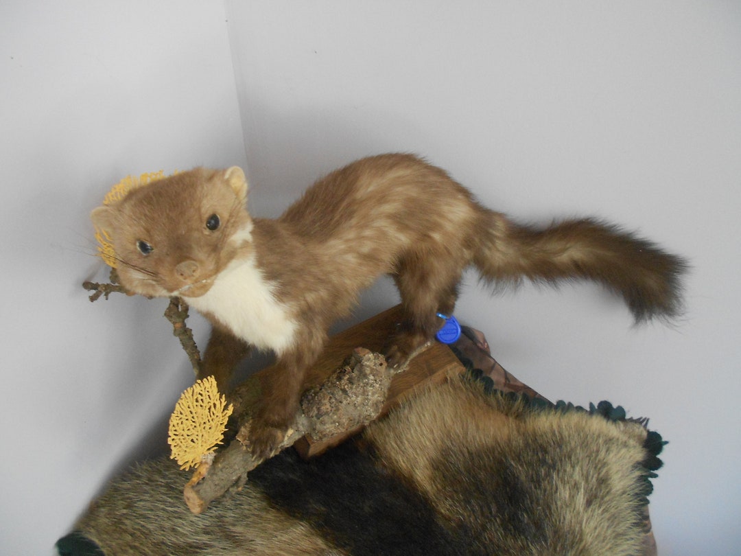 Weasel - Etsy