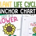 Parts of a Plant and Plant Life Cycle Anchor Charts for Kindergarten ...