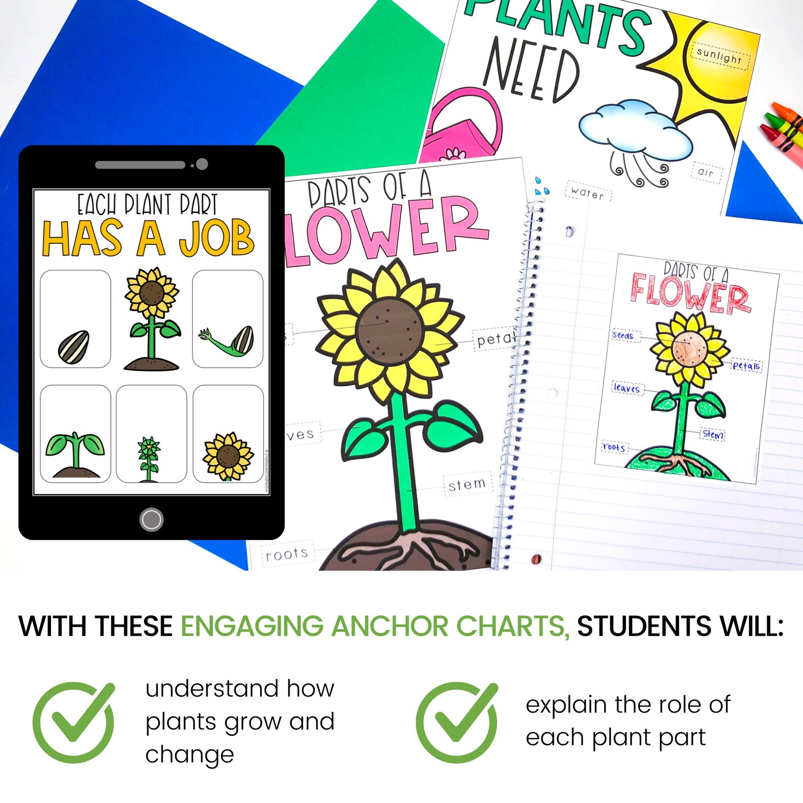 Parts of a Plant and Plant Life Cycle Anchor Charts for Kindergarten ...