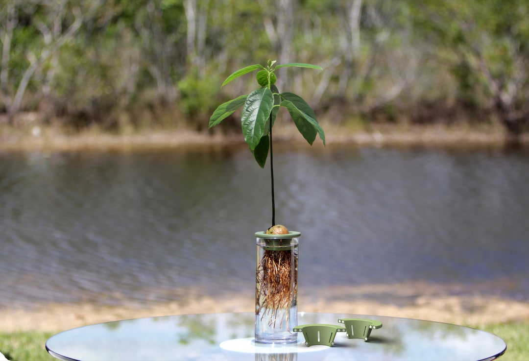 Avocado Seed Starter: Sprout Avocado Pits With Ease - Etsy