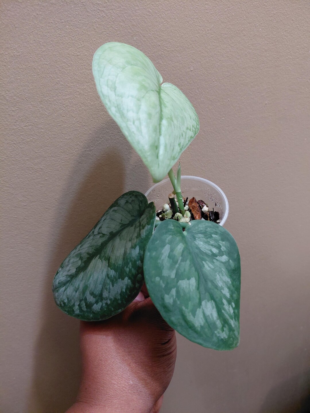 Scindapsus Blue Cloud NOID (photos Updated 11/06/25) - Etsy