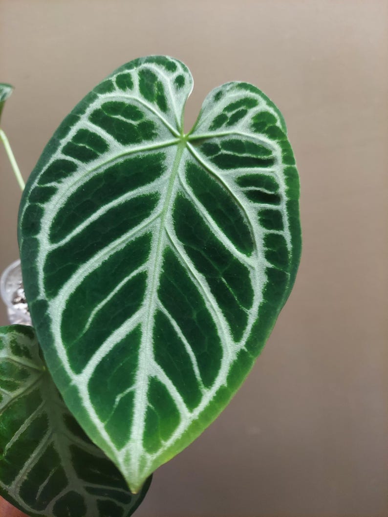 Anthurium Crystal Hope - Etsy